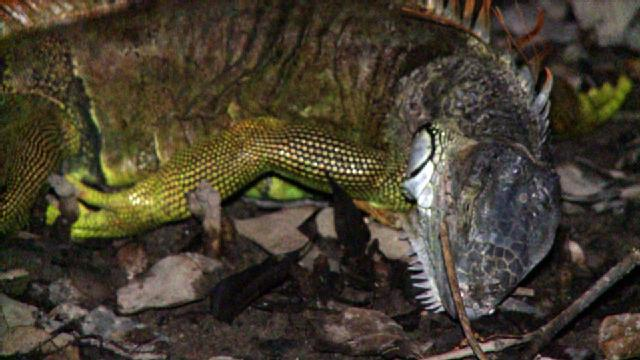 Cold iguanas free-fall from trees – Desdemona Despair